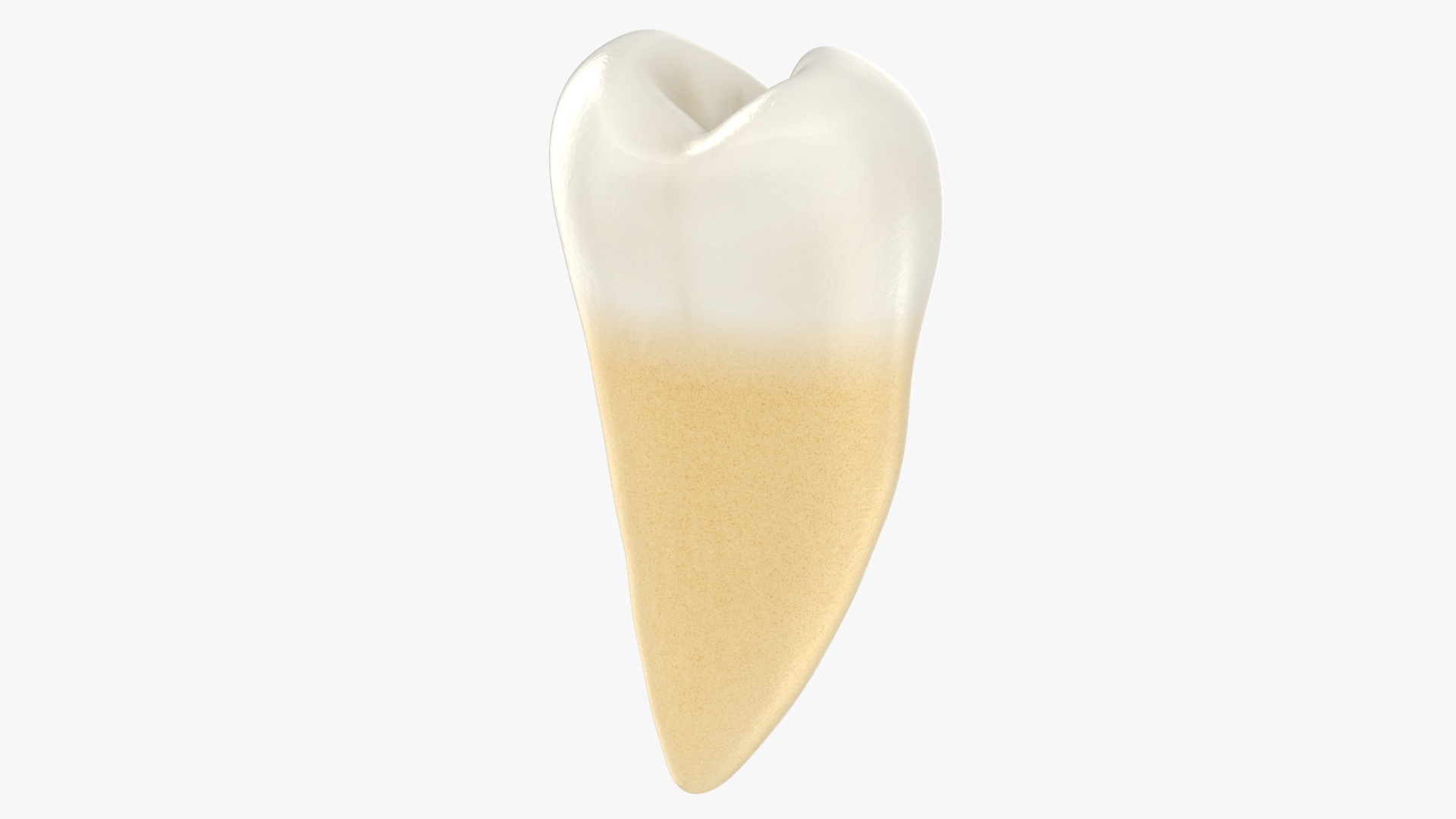 3D realistic upper second premolar model - TurboSquid 1628077