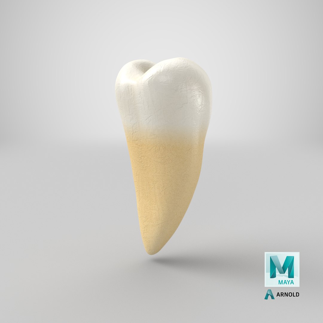3D Realistic Upper Second Premolar Model - TurboSquid 1628077