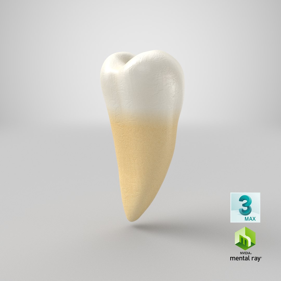 3D Realistic Upper Second Premolar Model - TurboSquid 1628077