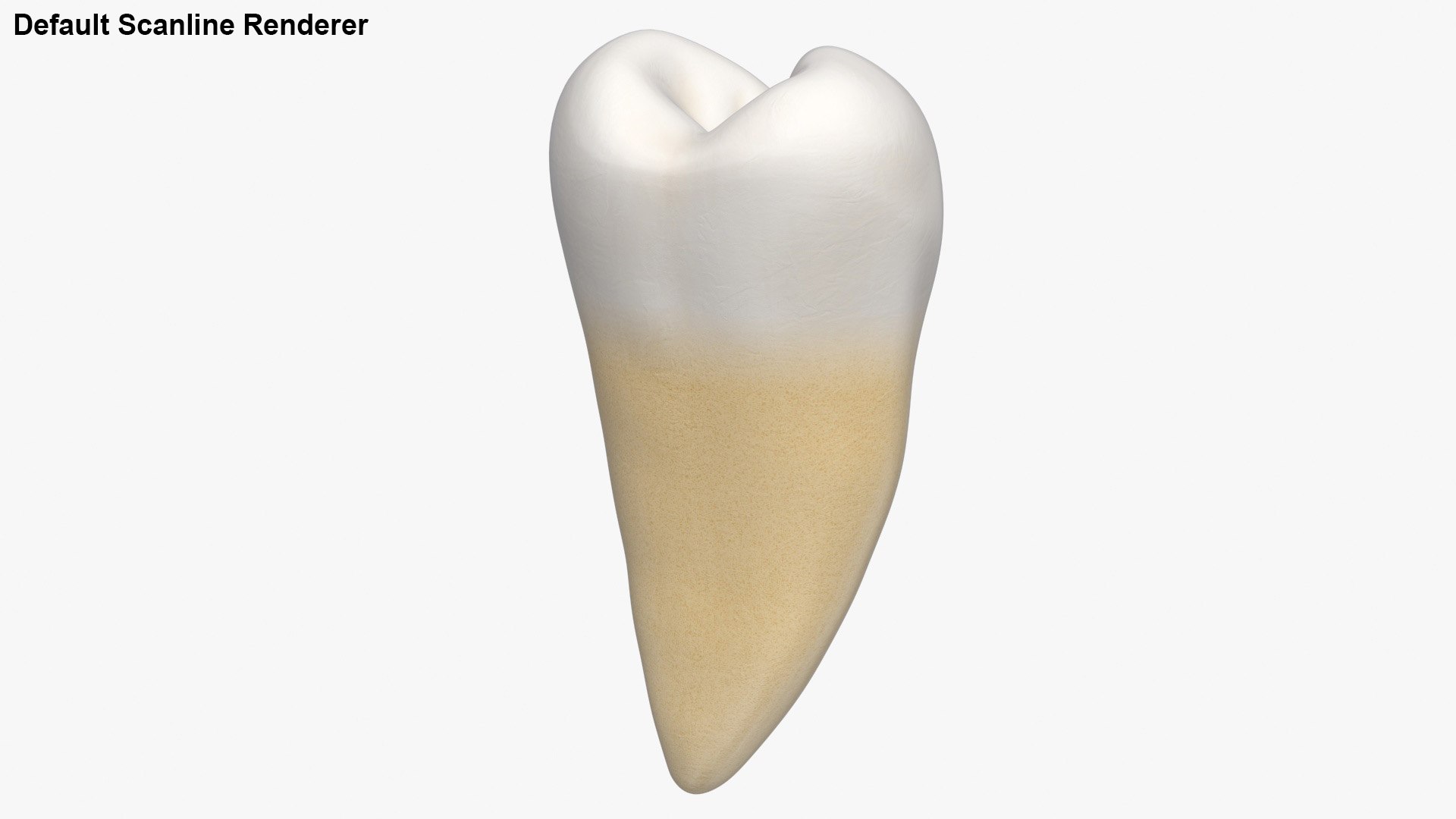 3D Realistic Upper Second Premolar Model - TurboSquid 1628077