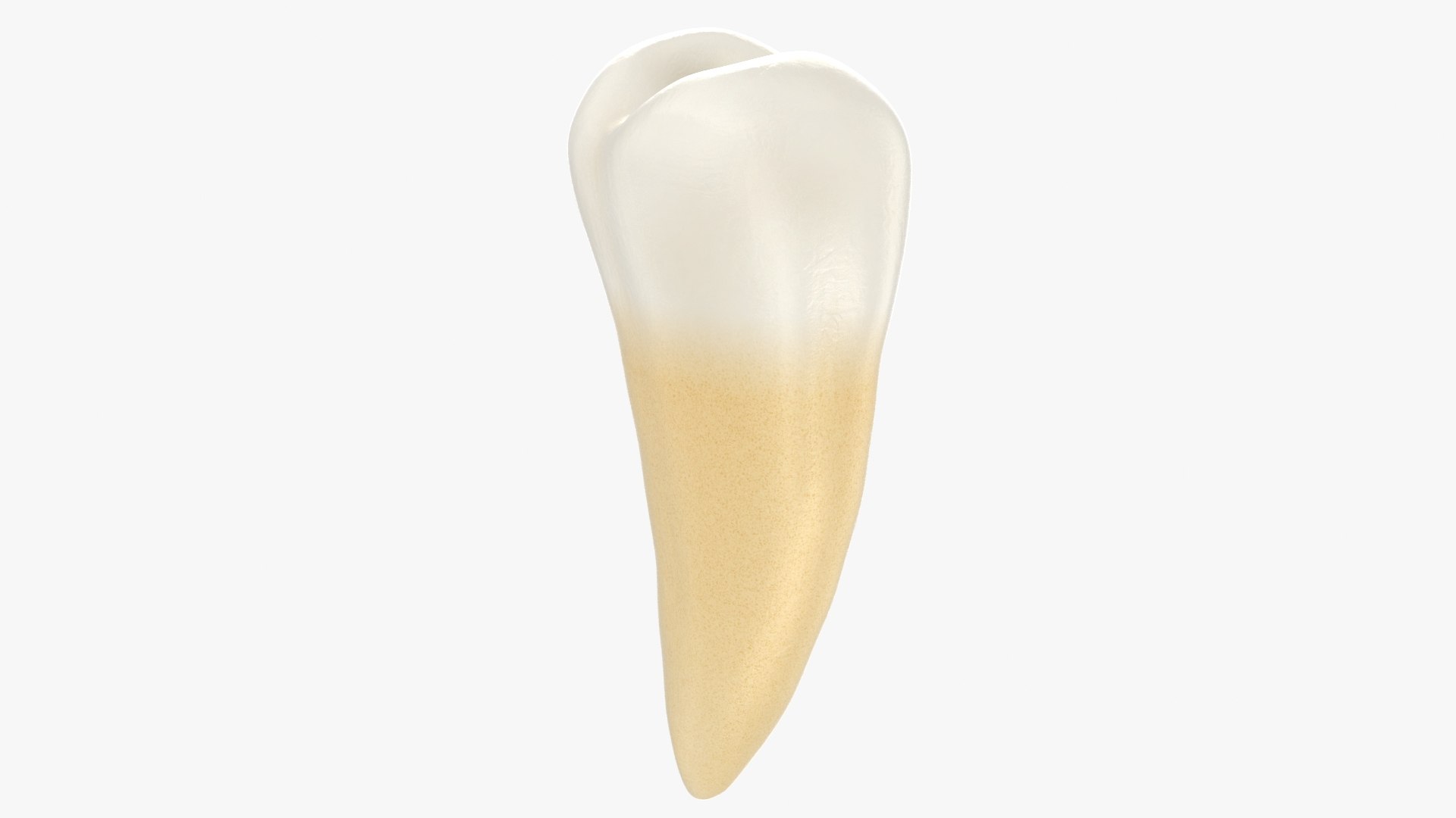 3D realistic upper second premolar model - TurboSquid 1628077