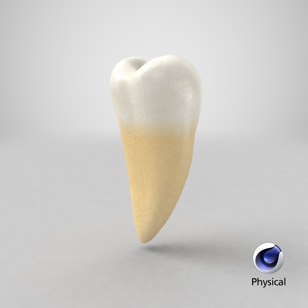 3D Realistic Upper Second Premolar Model - TurboSquid 1628077