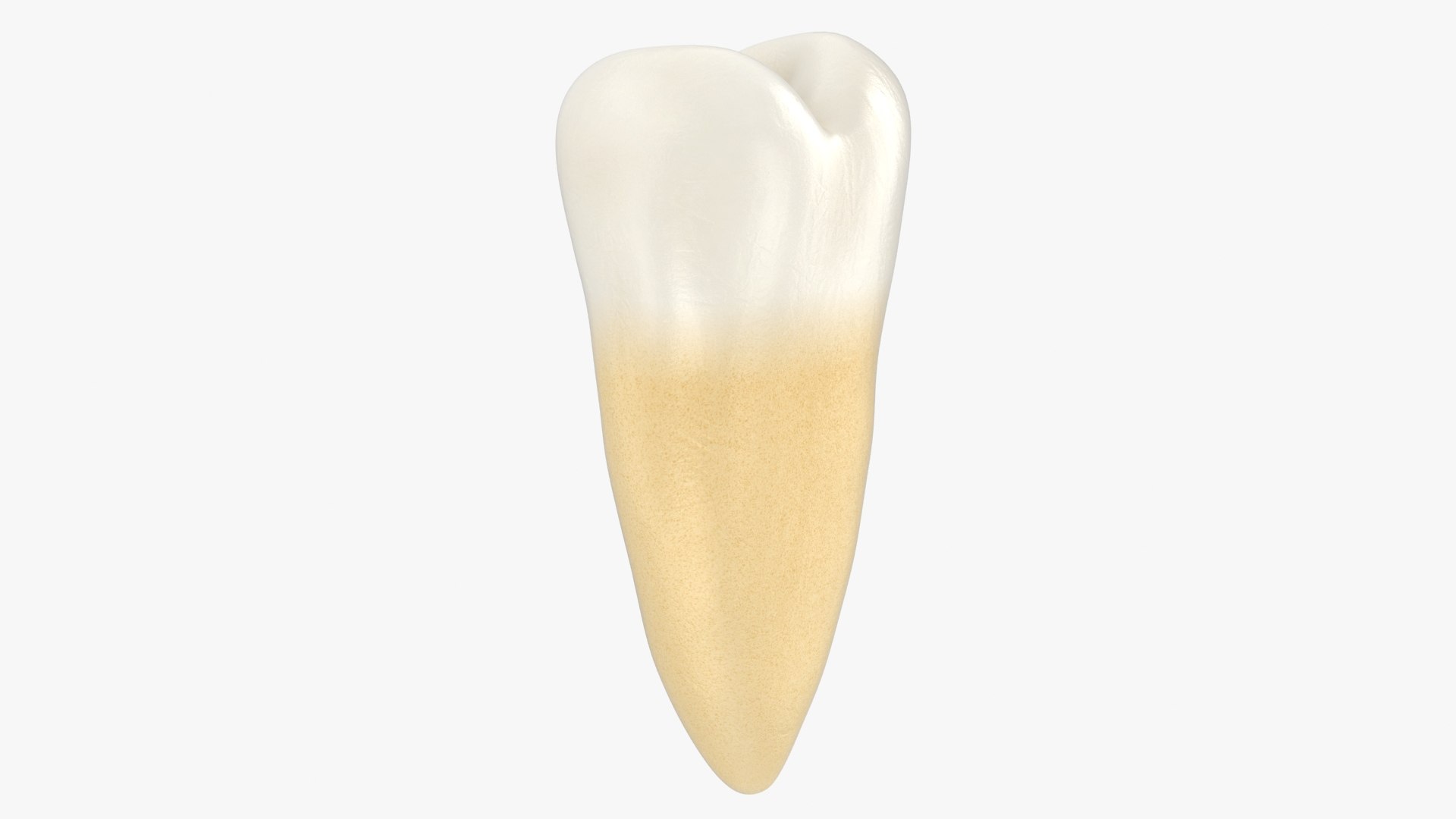 3D realistic upper second premolar model - TurboSquid 1628077