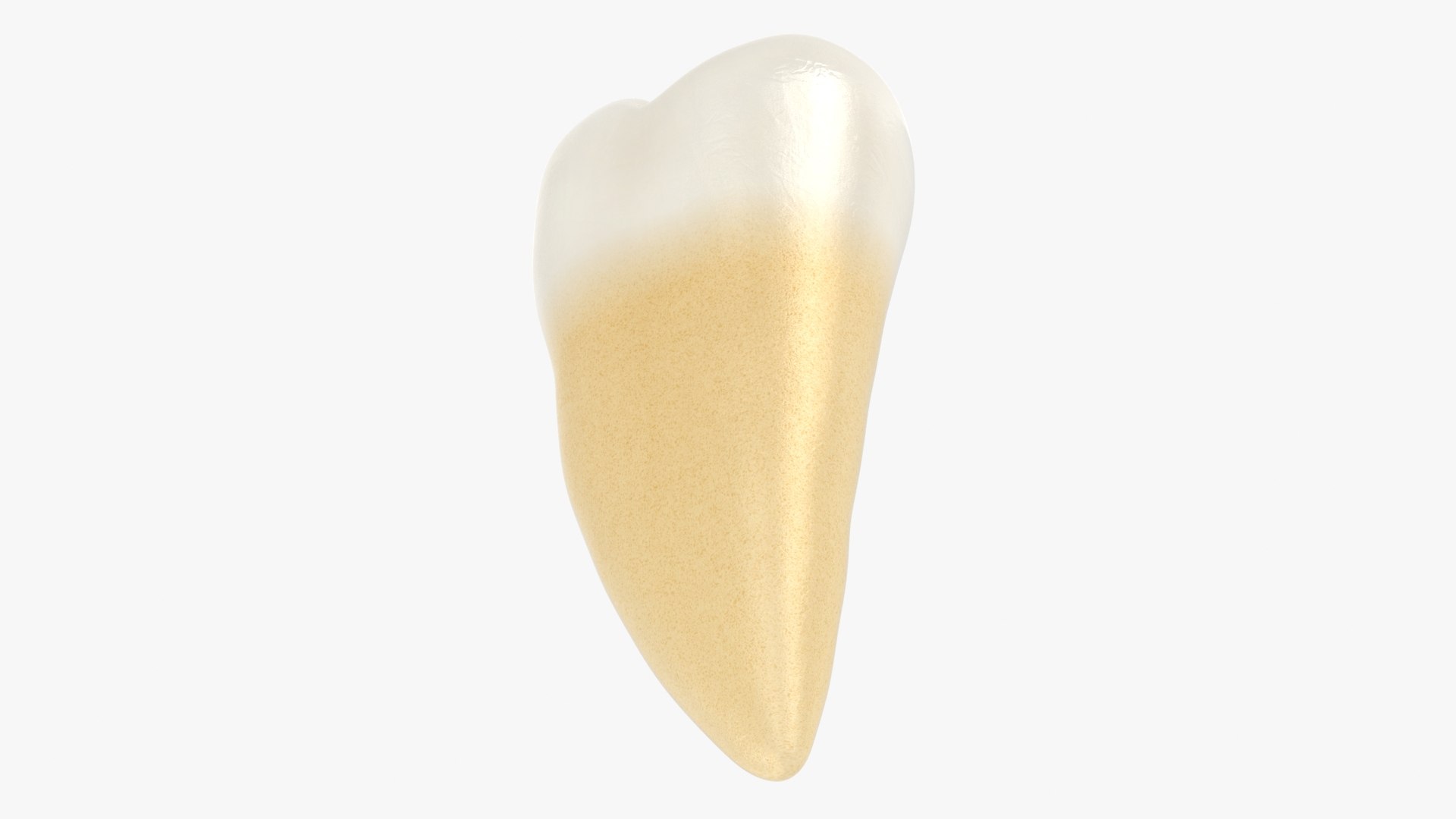 3D realistic upper second premolar model - TurboSquid 1628077