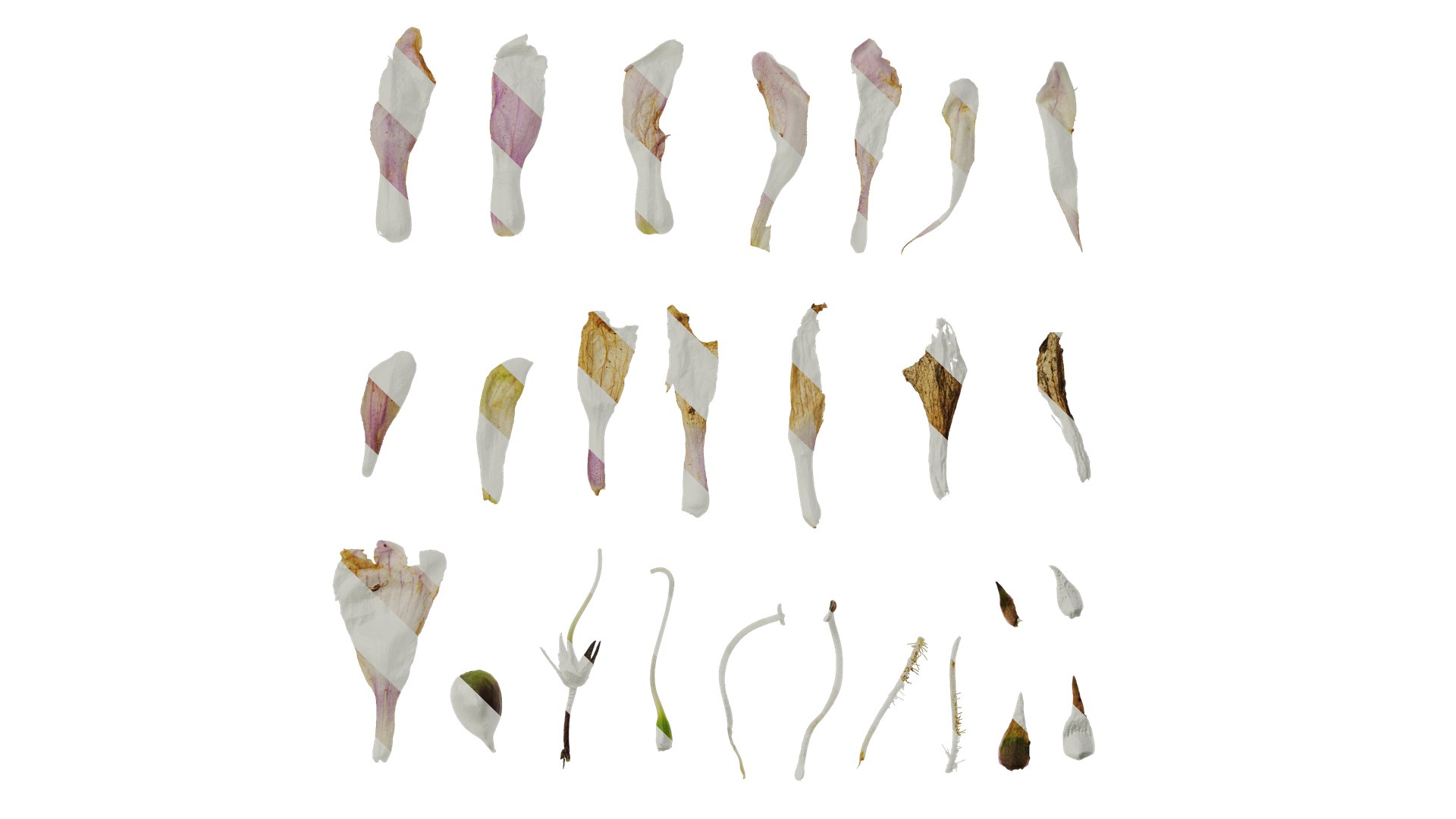 Anydrafts Penstemon Digitalis Flower 02 Textures 3D Model - TurboSquid ...