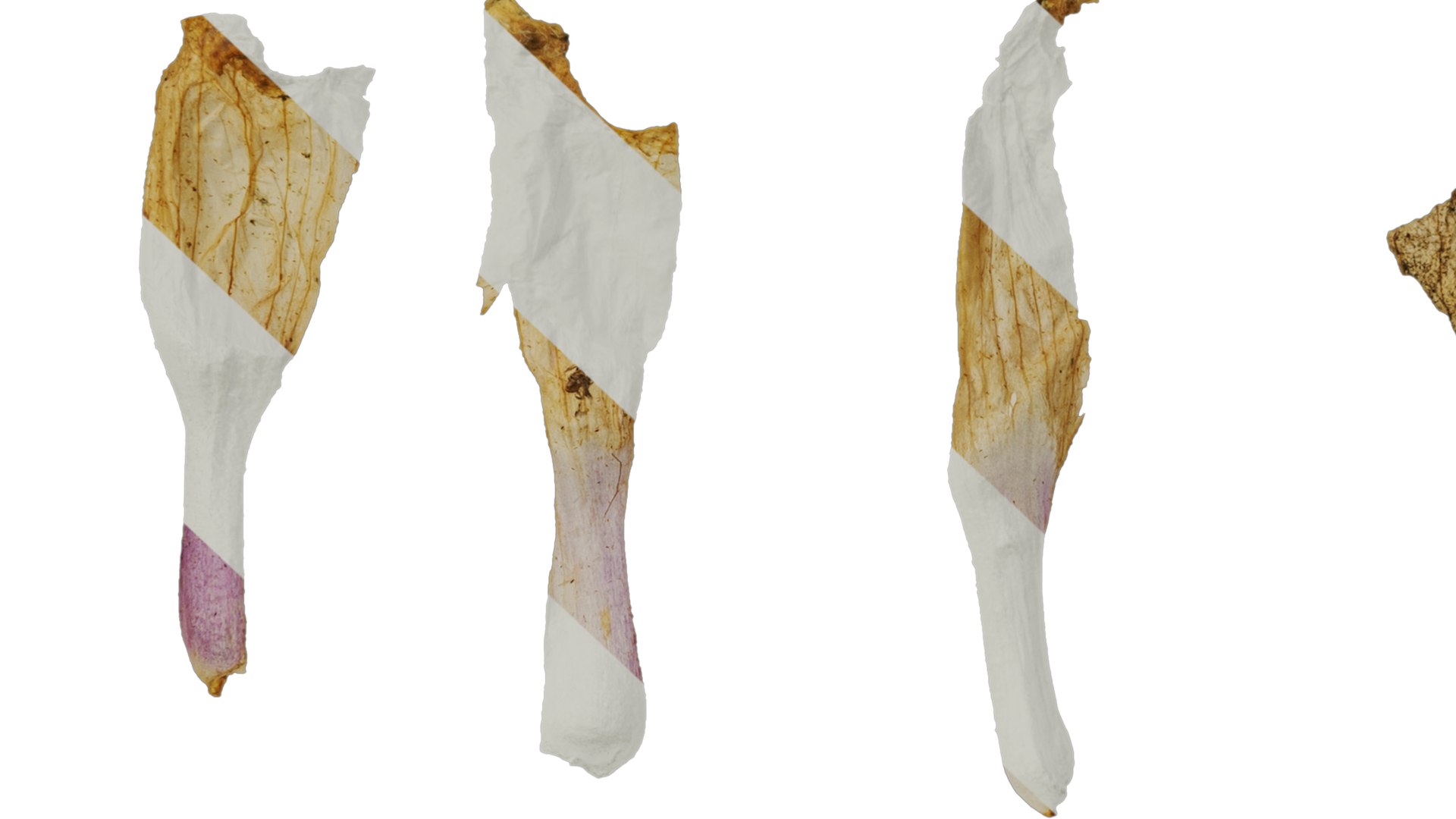 Anydrafts Penstemon Digitalis Flower 02 Textures 3D Model - TurboSquid ...