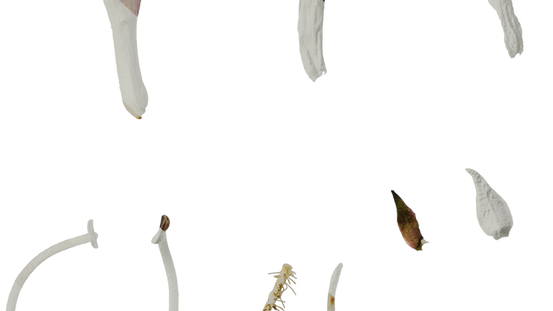 Anydrafts Penstemon Digitalis Flower 02 Textures 3D Model - TurboSquid ...