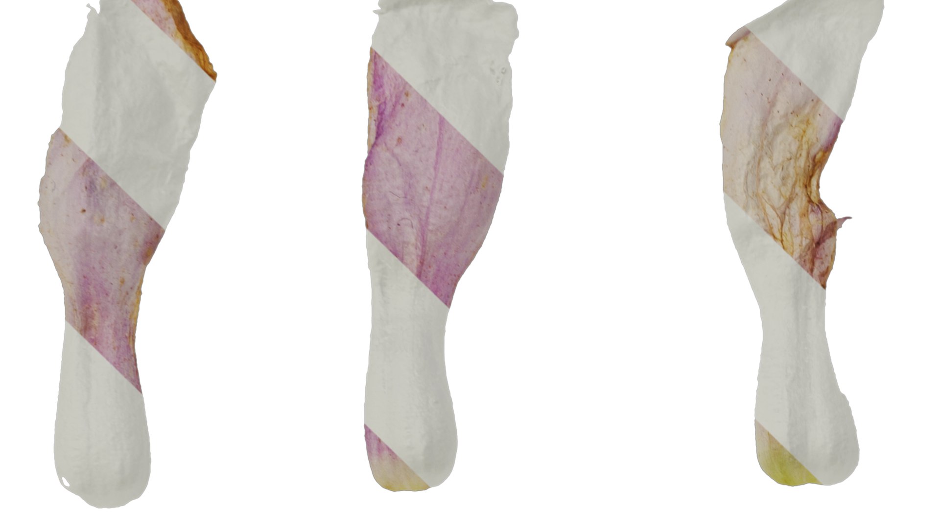 Anydrafts Penstemon Digitalis Flower 02 Textures 3D Model - TurboSquid ...