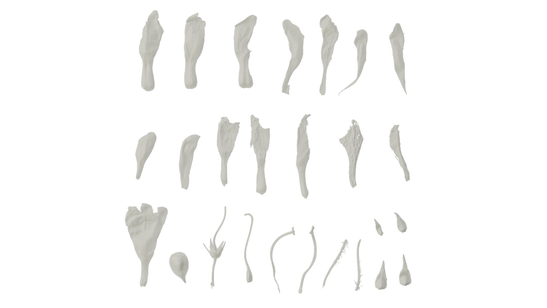 Anydrafts Penstemon Digitalis Flower 02 Textures 3D Model - TurboSquid ...