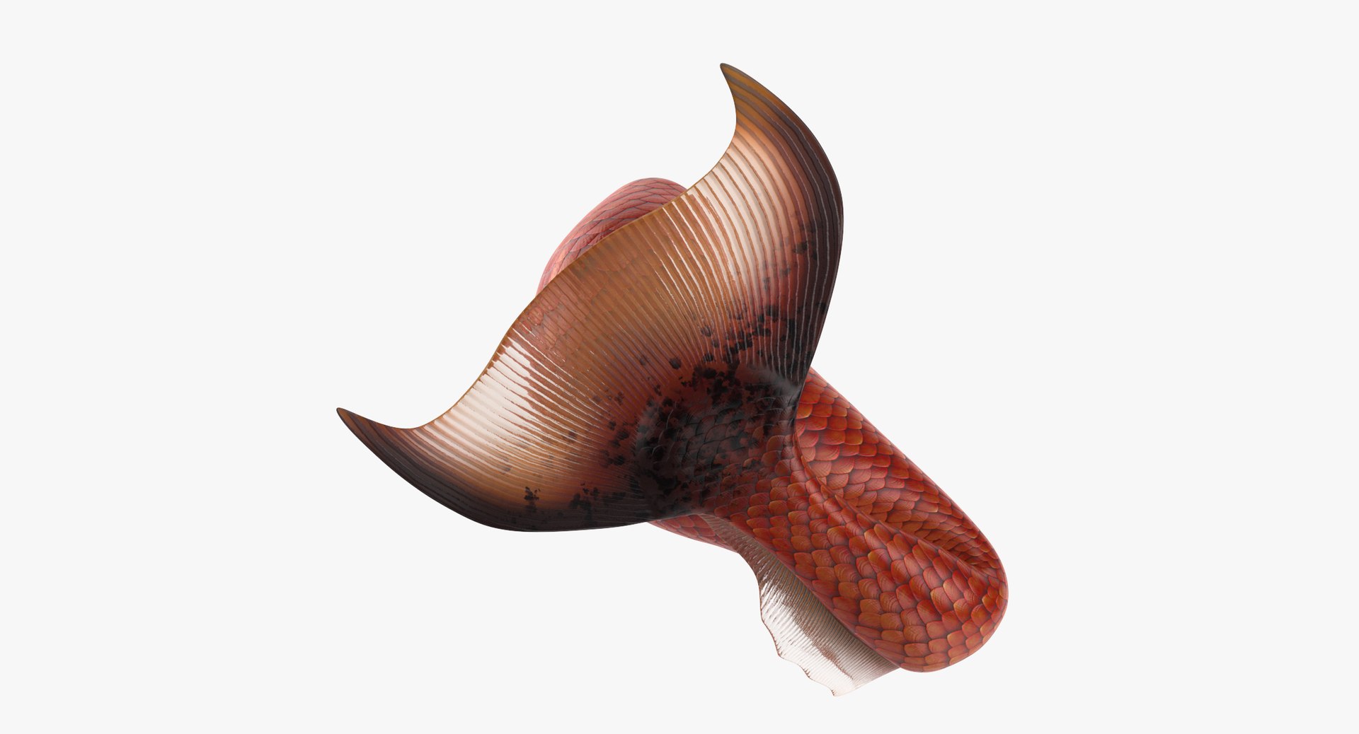 Mermaid Tail 01 Sitting 3D Model - TurboSquid 1243372