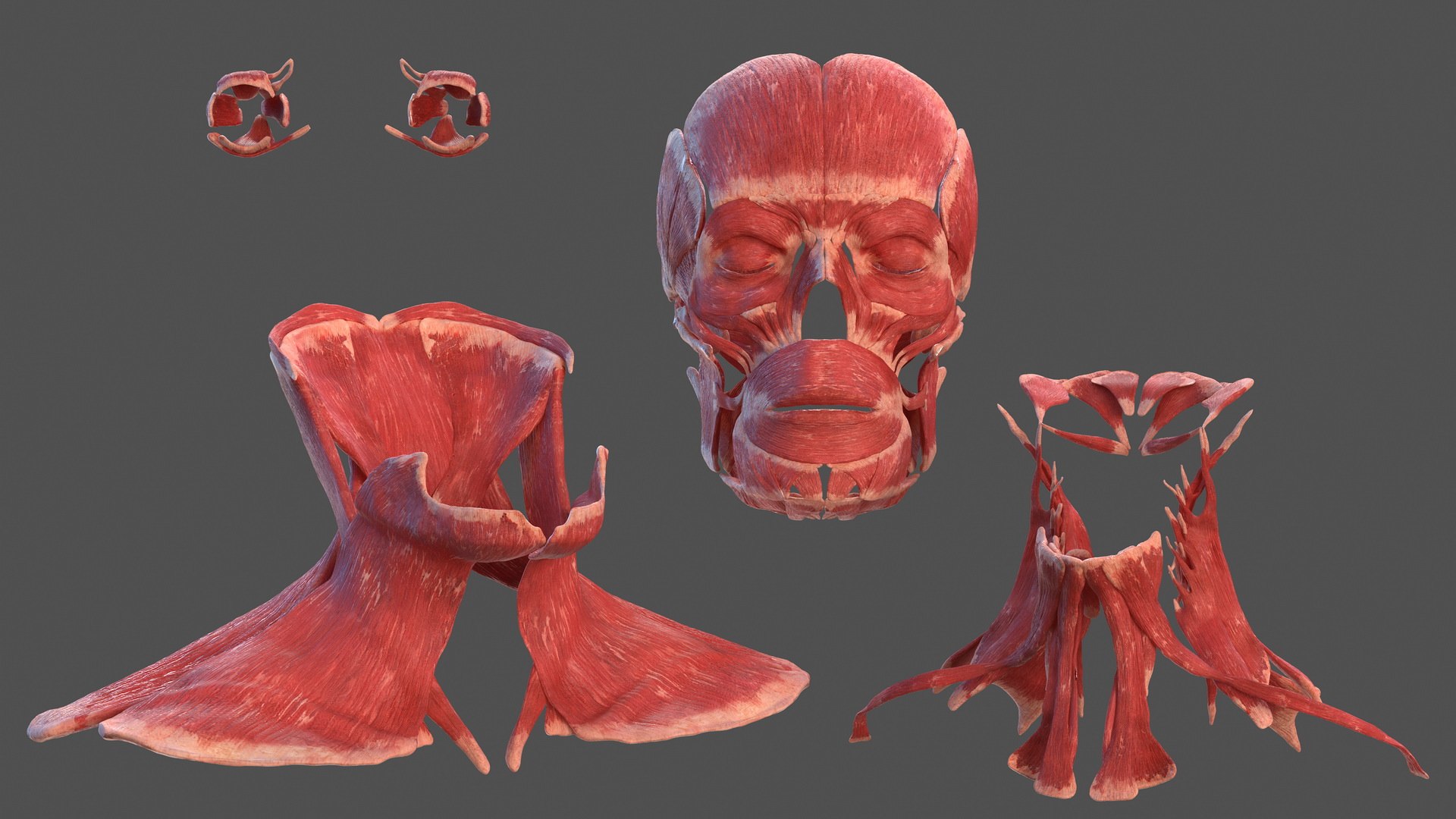 Human Head Anatomy Collection 3D - TurboSquid 1923678