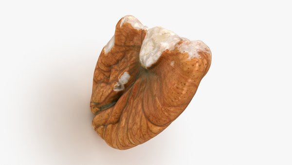 modelo 3d Pecan Nut Cut - TurboSquid 1956269
