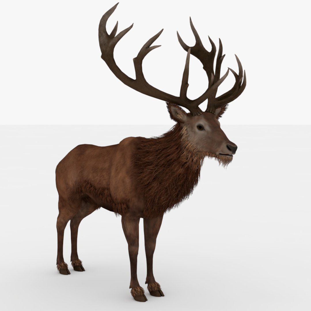Buck 3D Model - TurboSquid 2348756
