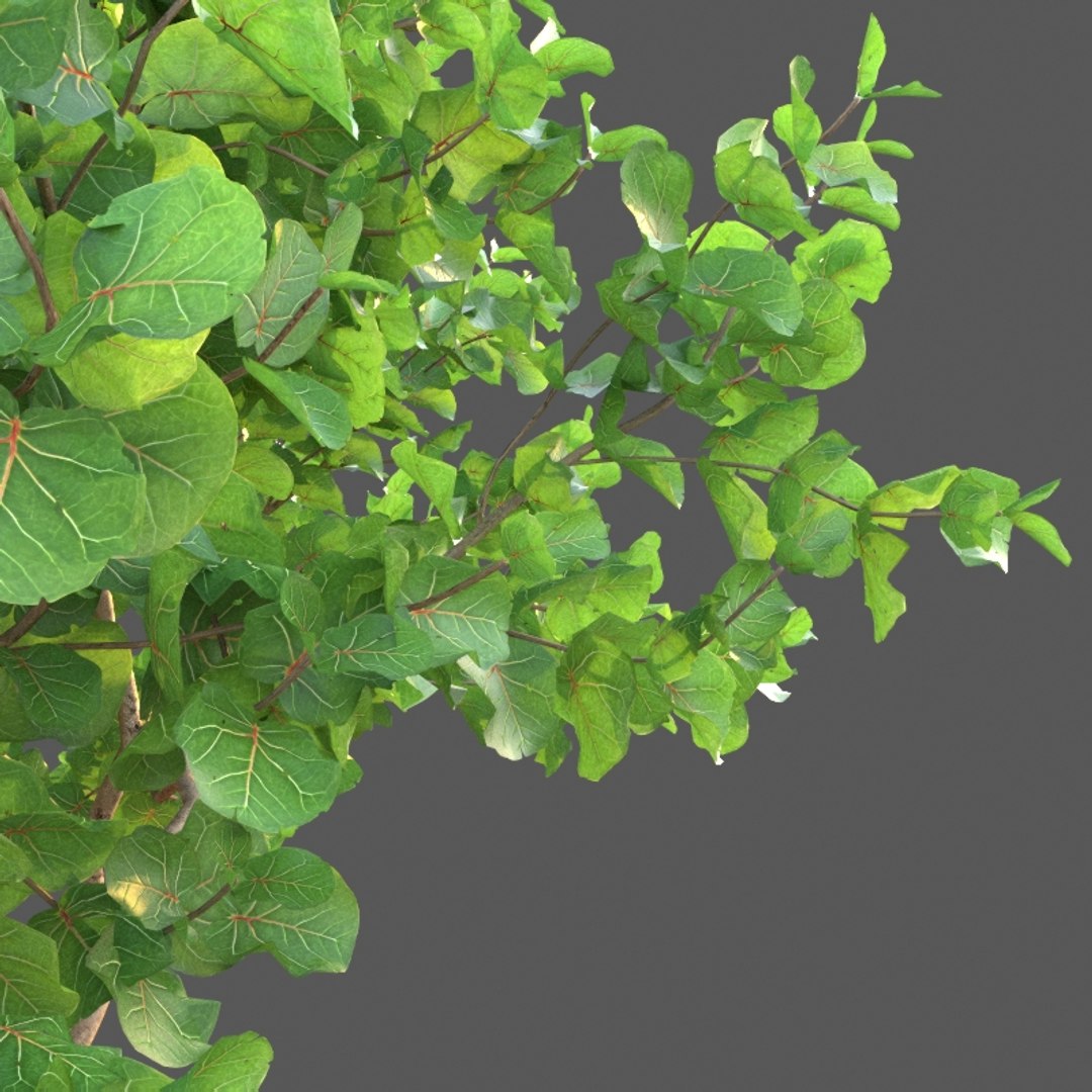 XfrogPlants Seagrape - Coccoloba Uvifera 3D Model - TurboSquid 1729288