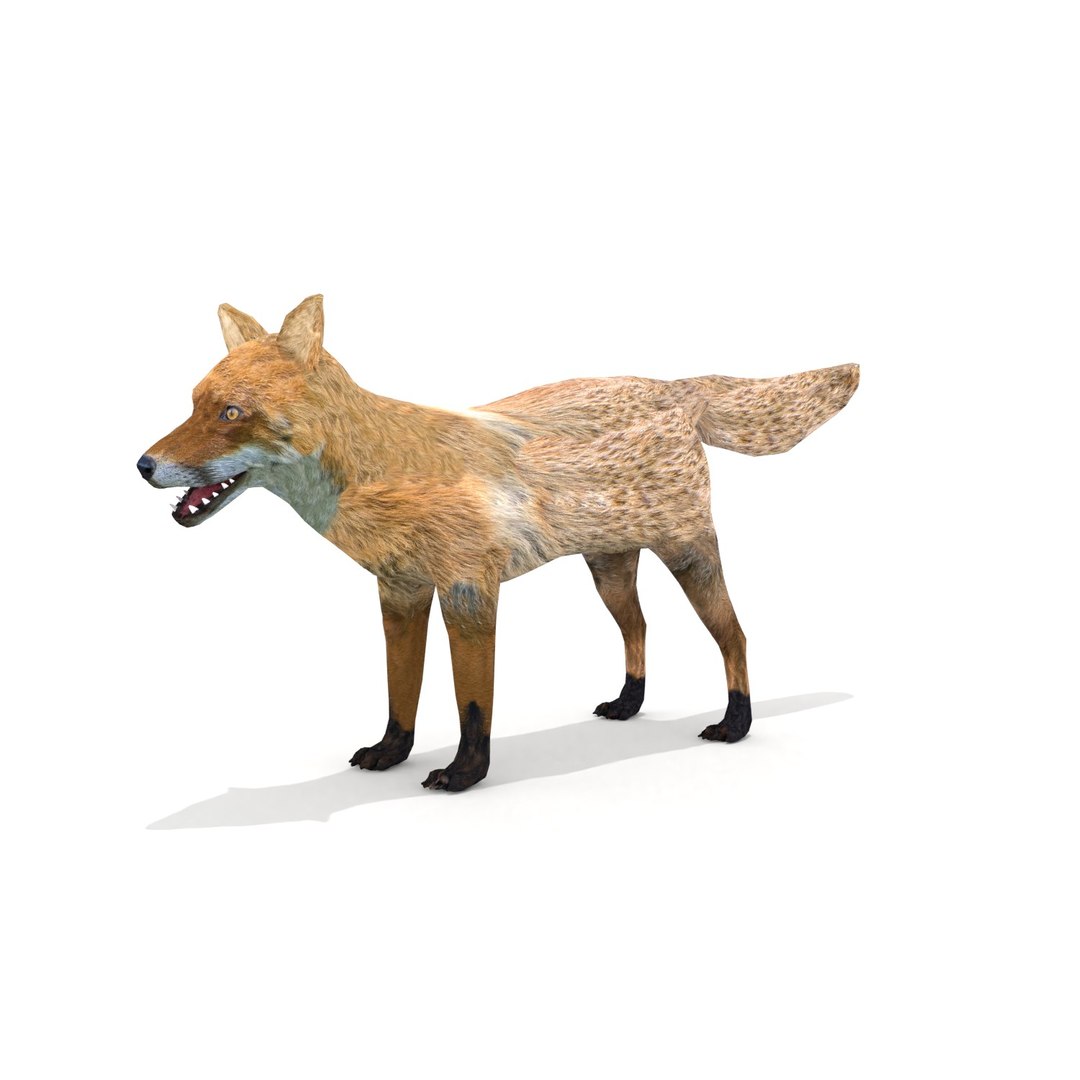 3D Red Fox Model - TurboSquid 1507272