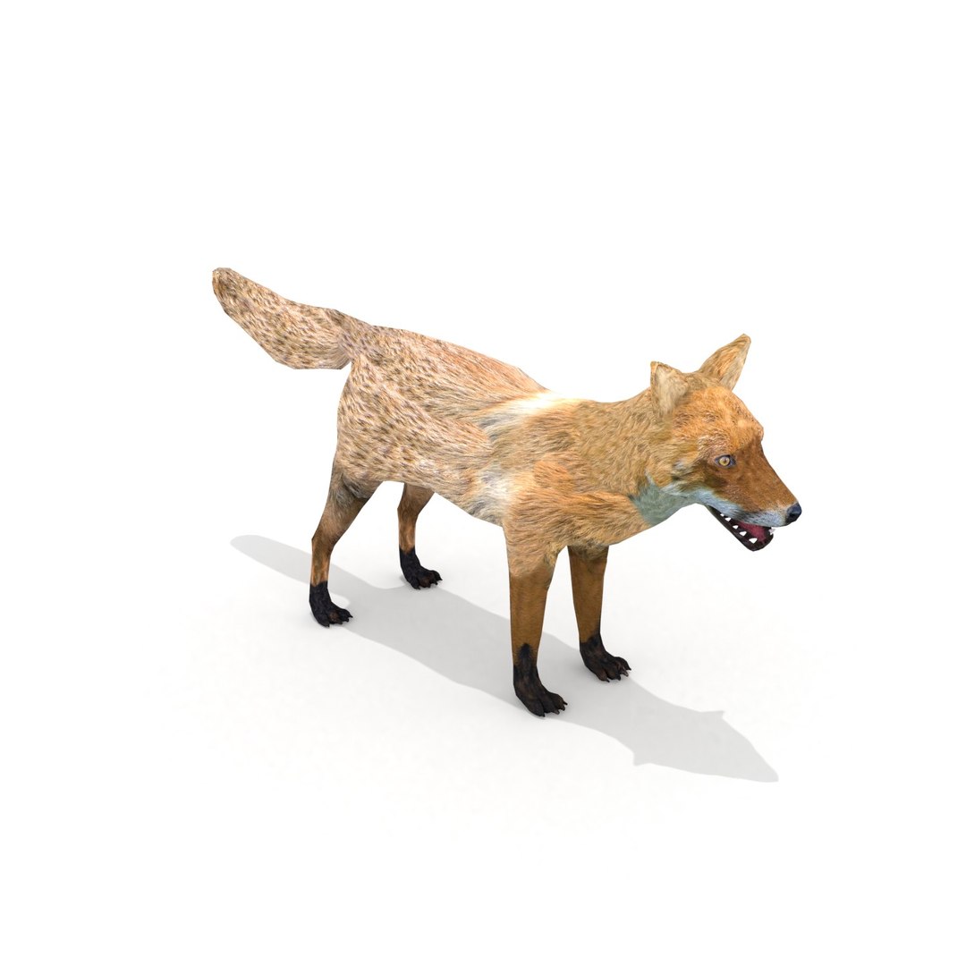3D Red Fox Model - TurboSquid 1507272