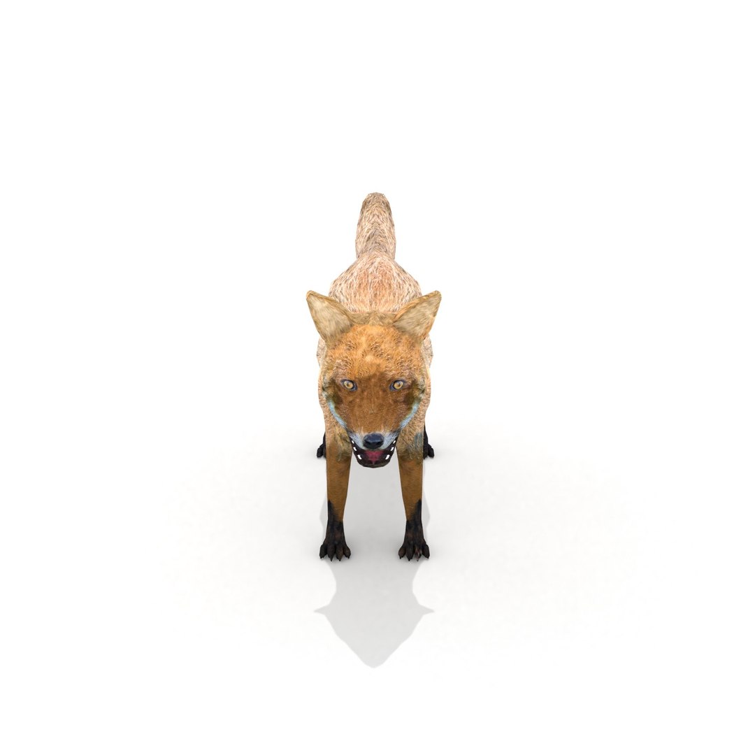 3D Red Fox Model - TurboSquid 1507272