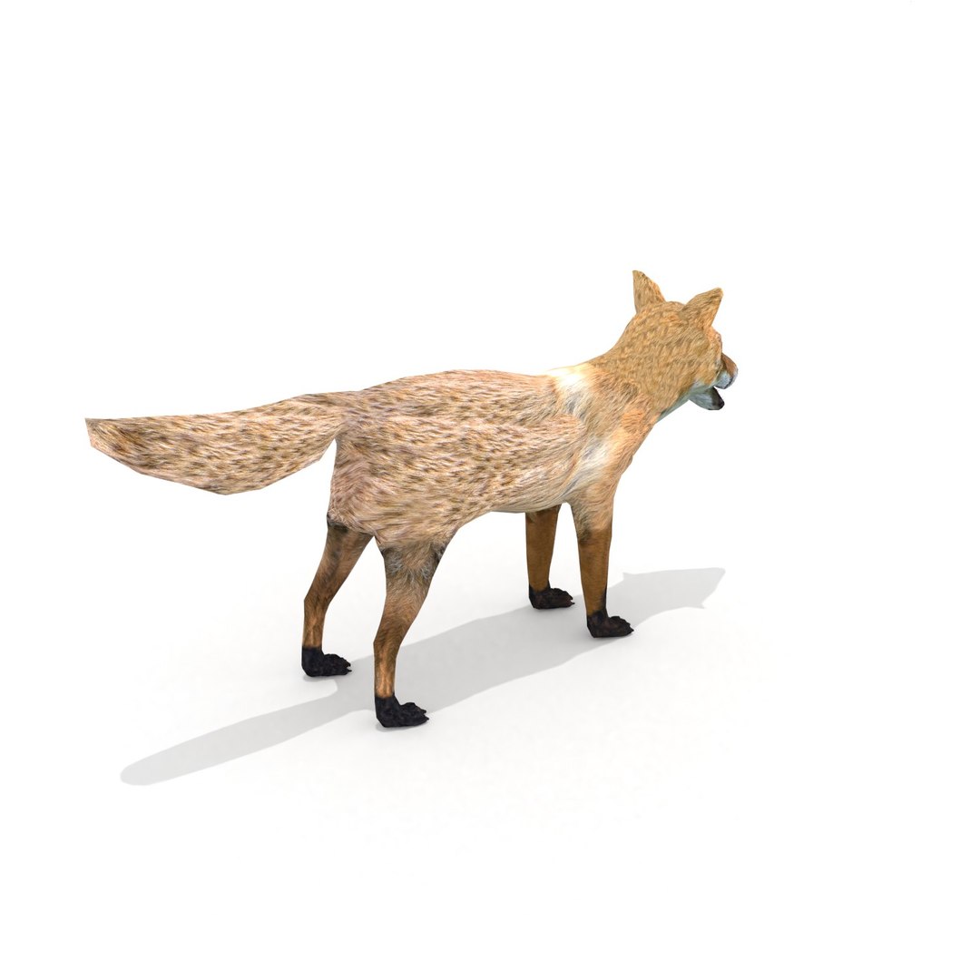 3D Red Fox Model - TurboSquid 1507272