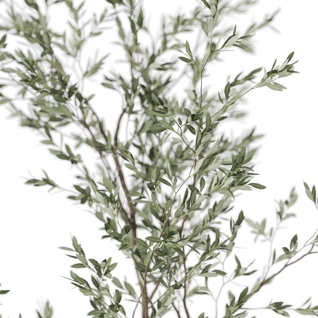 Plants Collection 1186 3D Model - TurboSquid 2381637