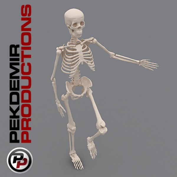 human skeleton 3d model