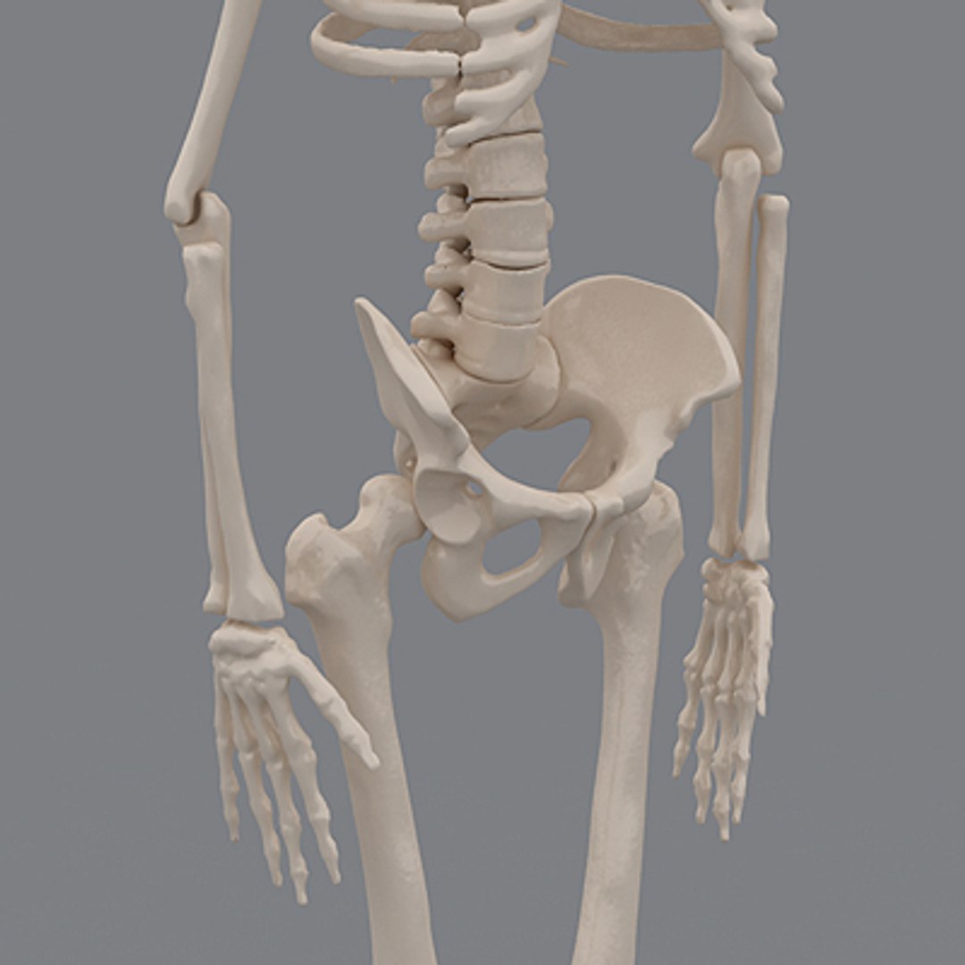 Human Skeleton 3d Model
