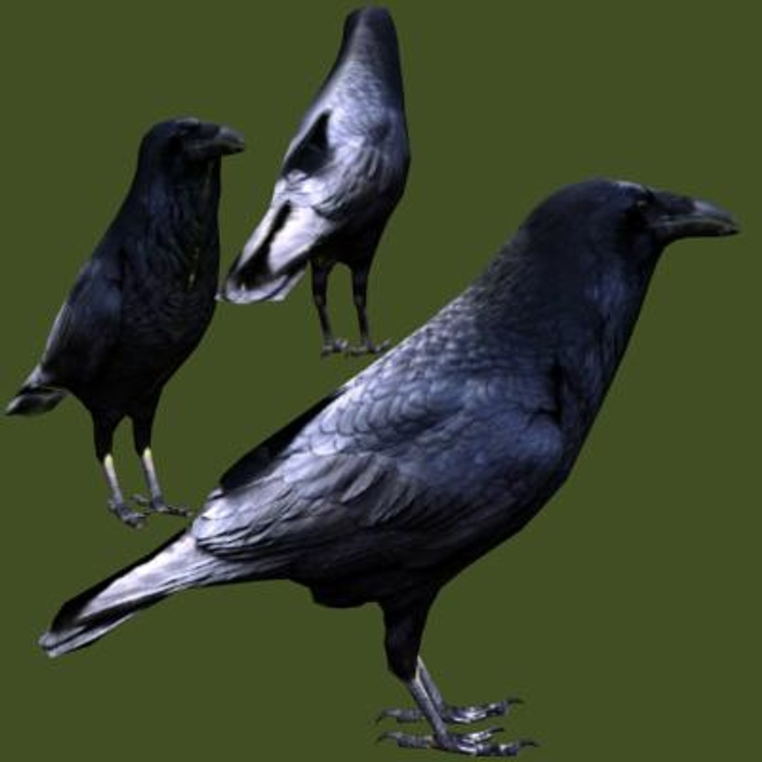 Common Raven 3d X