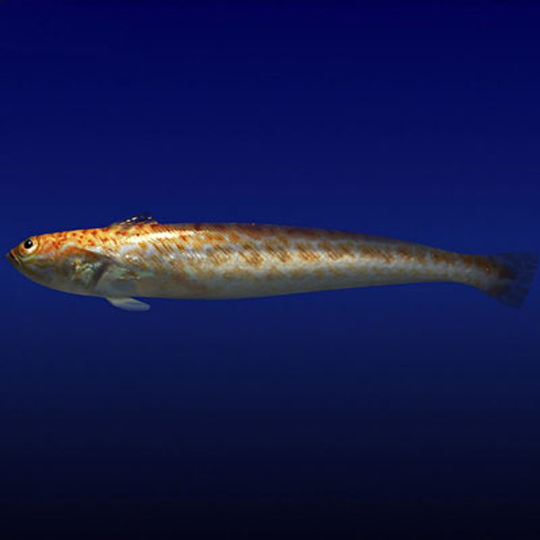 3d Greater Weever Fish