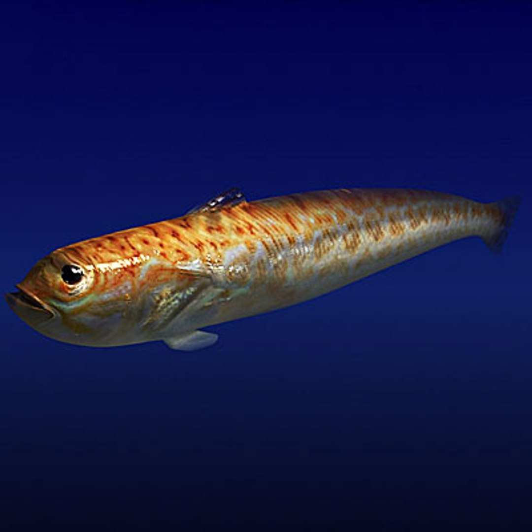 3d Greater Weever Fish