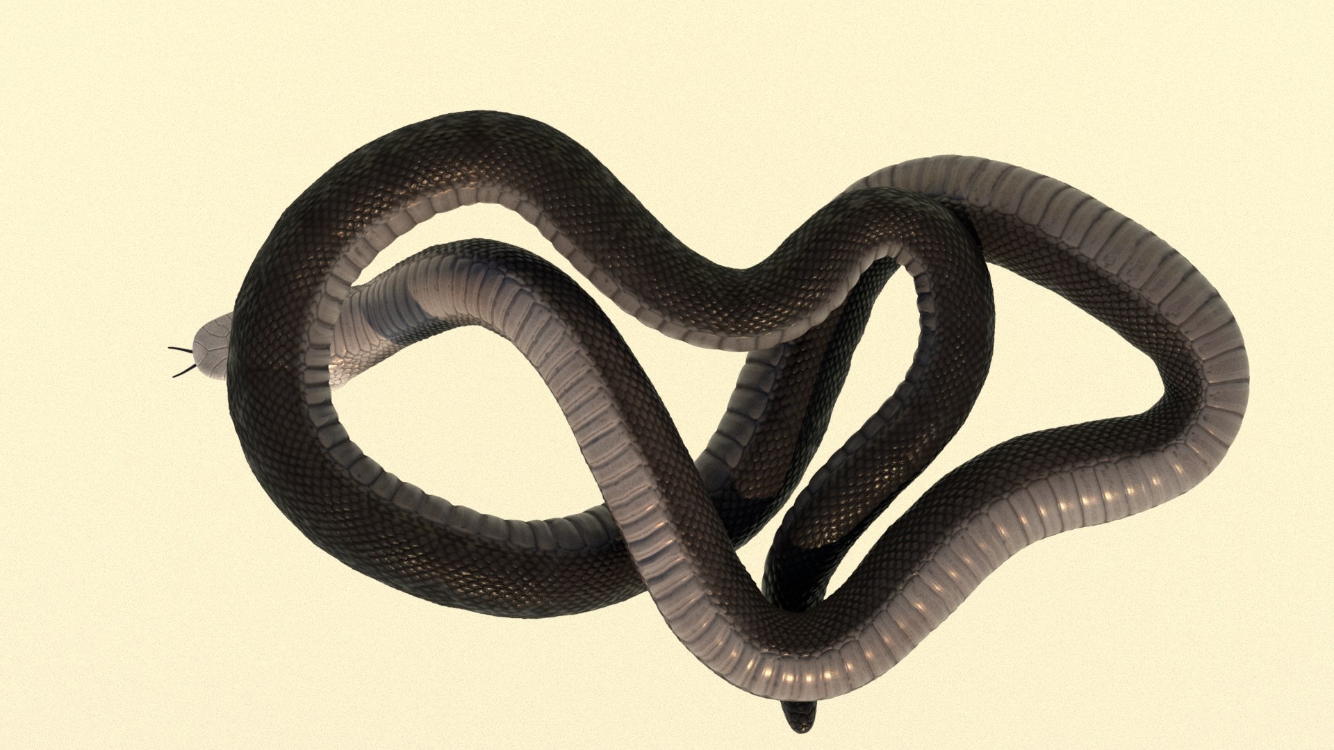 3D Black Mamba Rigged Animated - TurboSquid 1724803