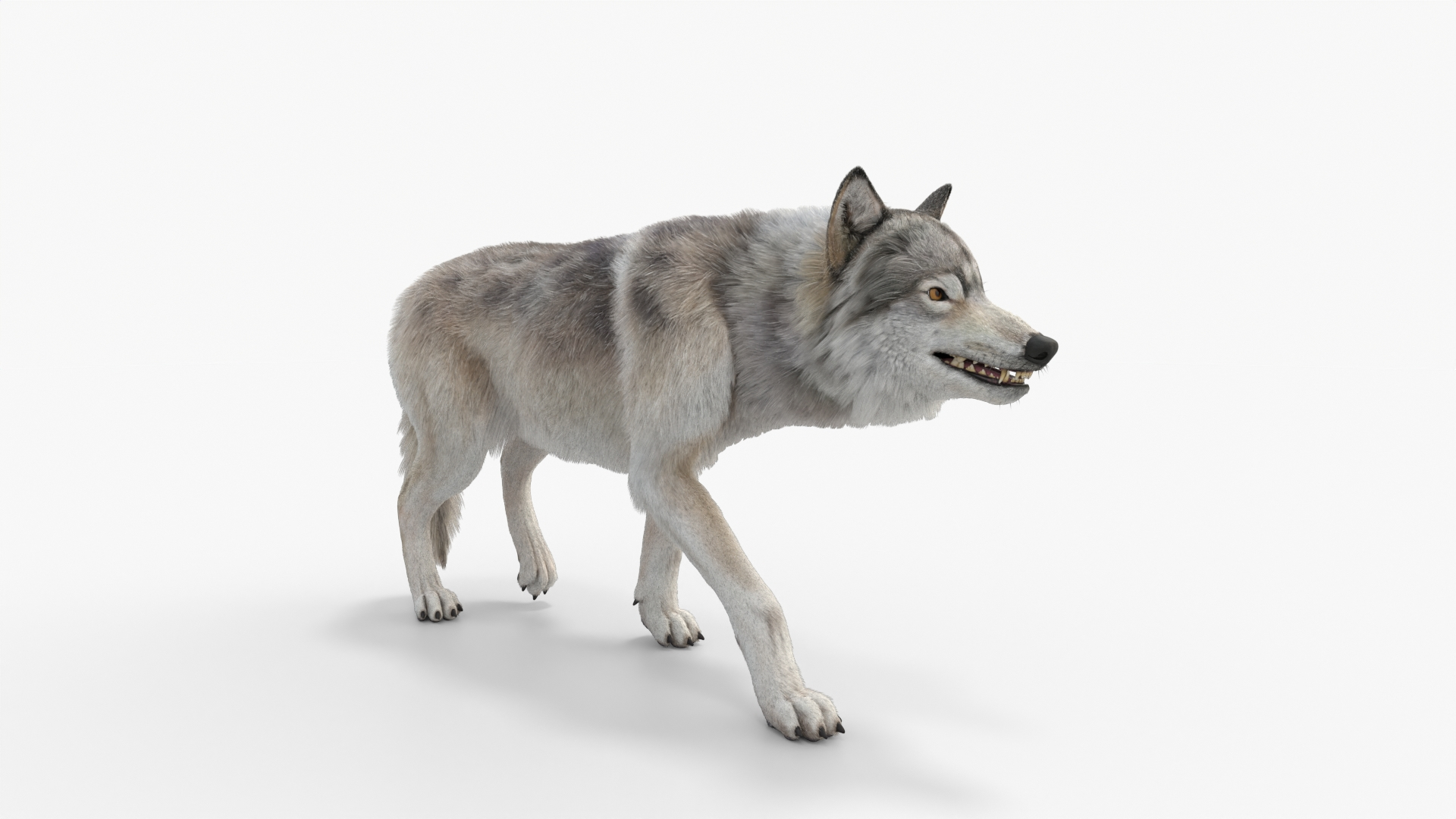 3D Gray Wolf Rigged - TurboSquid 2196589