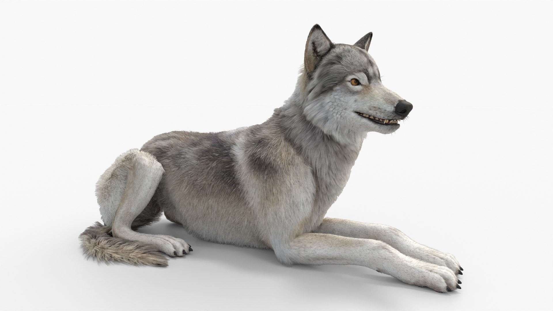 3D Gray Wolf Rigged - TurboSquid 2196589