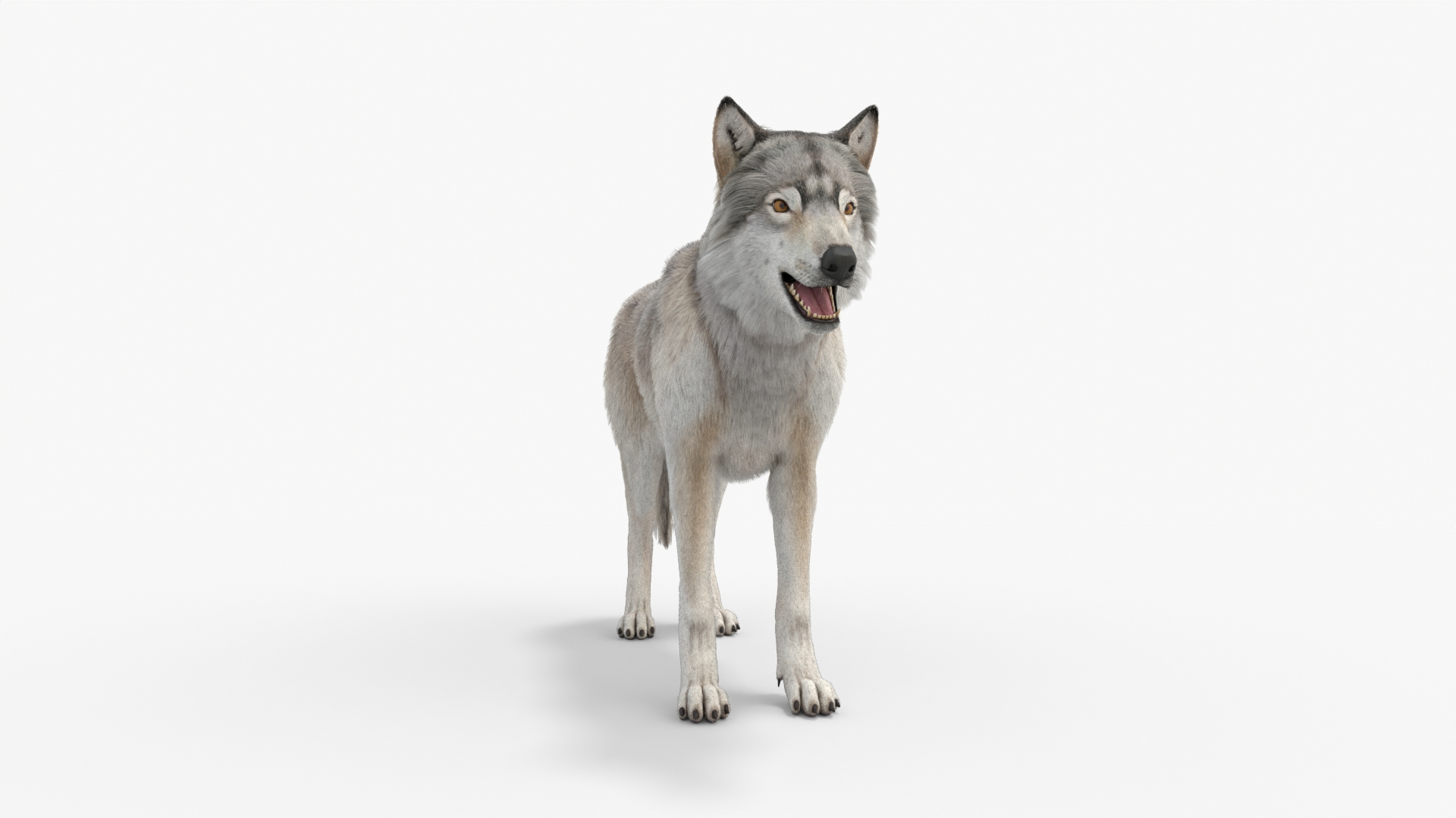 3D Gray Wolf Rigged - TurboSquid 2196589