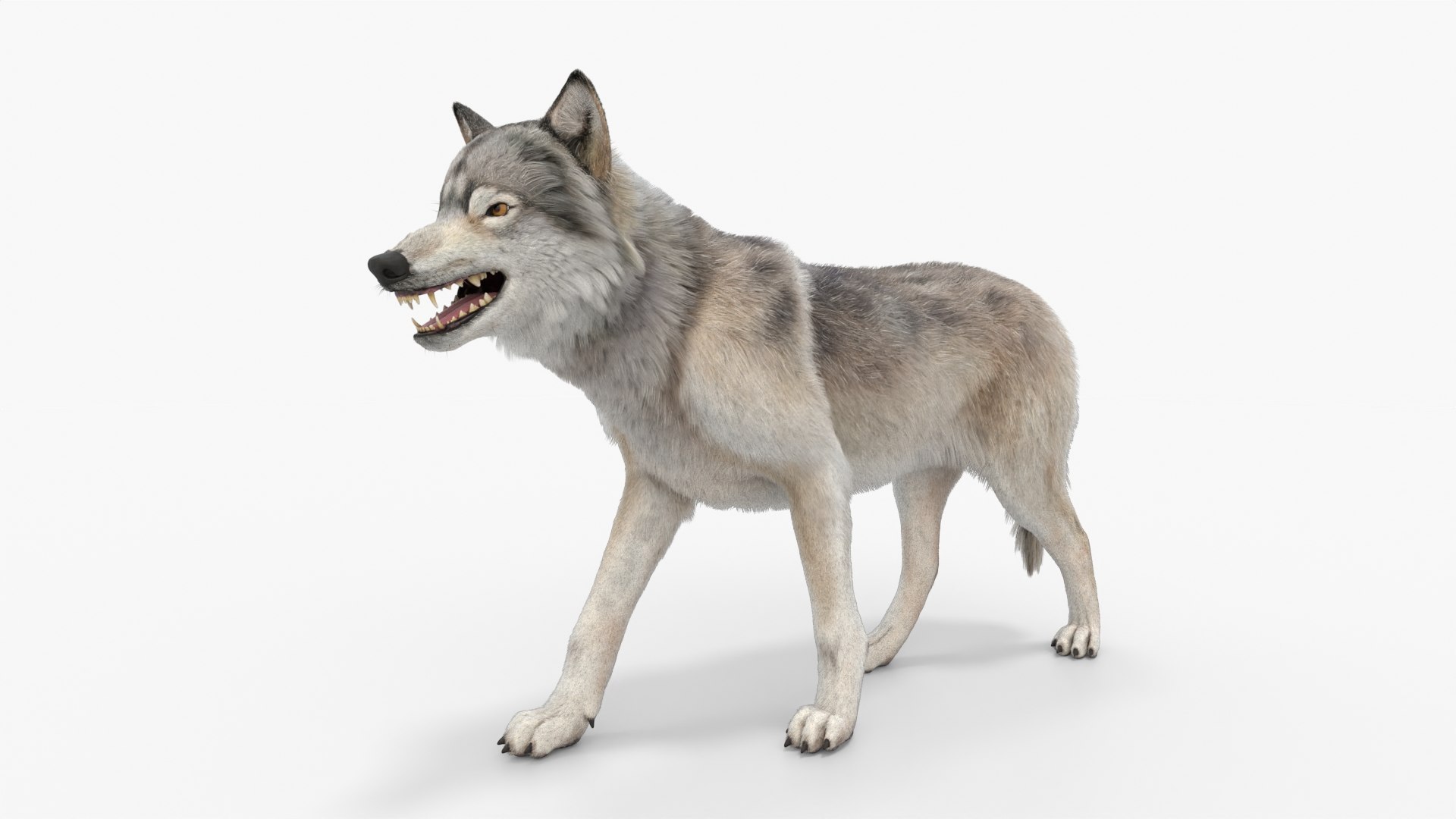 3D Gray Wolf Rigged - TurboSquid 2196589