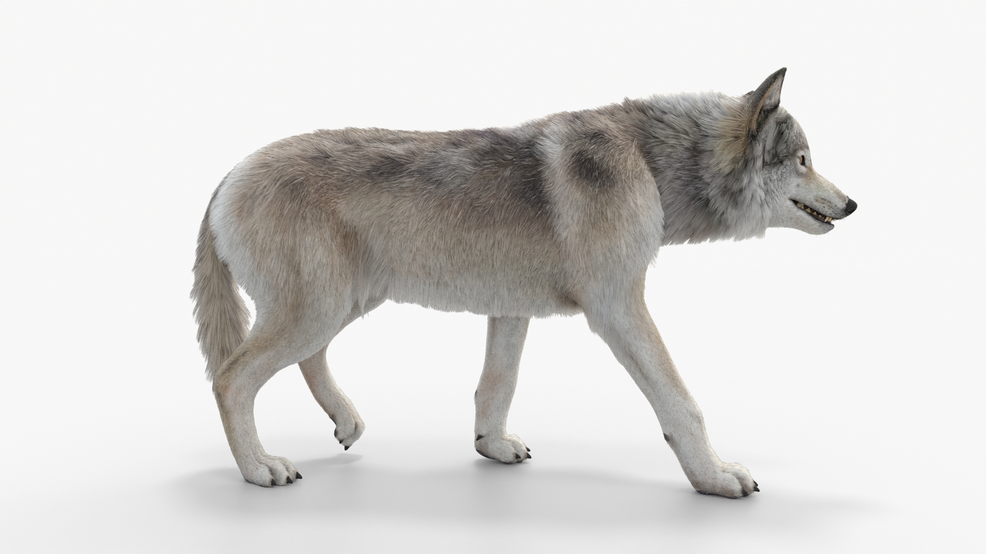 3D Gray Wolf Rigged - TurboSquid 2196589