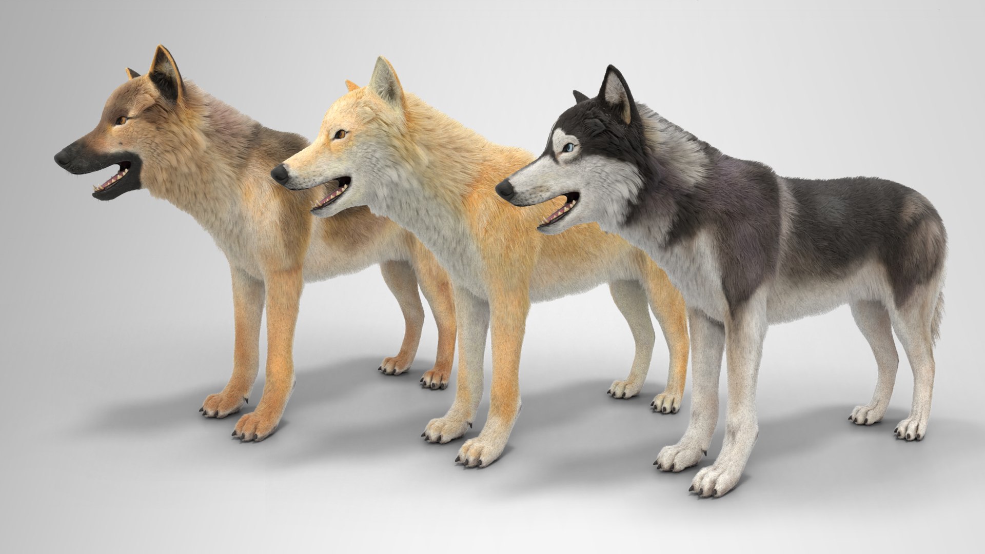 3D Gray Wolf Rigged - TurboSquid 2196589