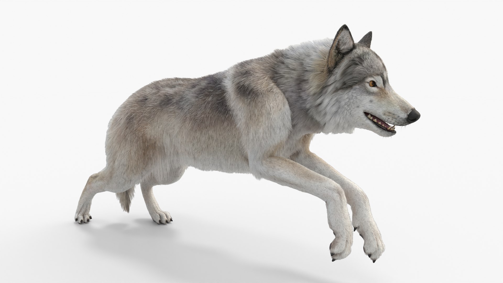 3D Gray Wolf Rigged - TurboSquid 2196589