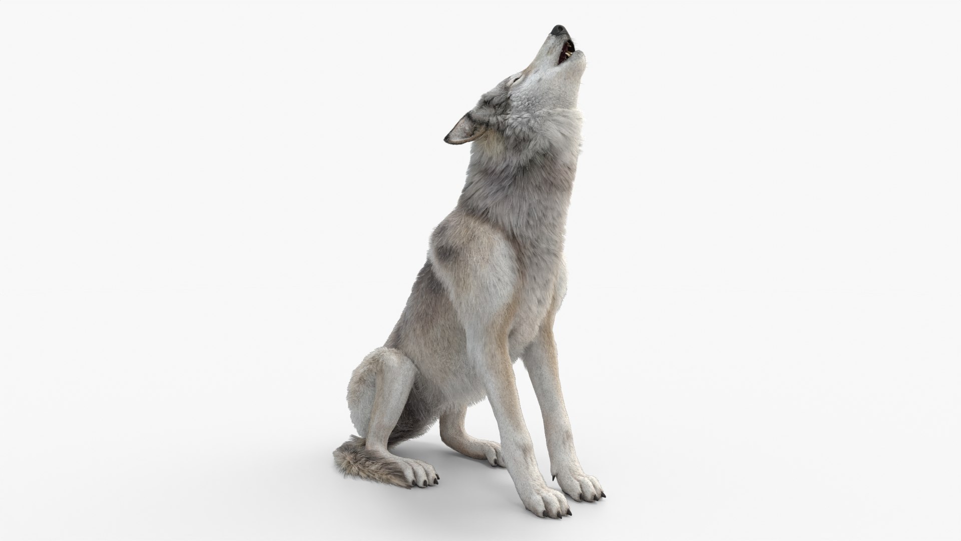 3D Gray Wolf Rigged - TurboSquid 2196589