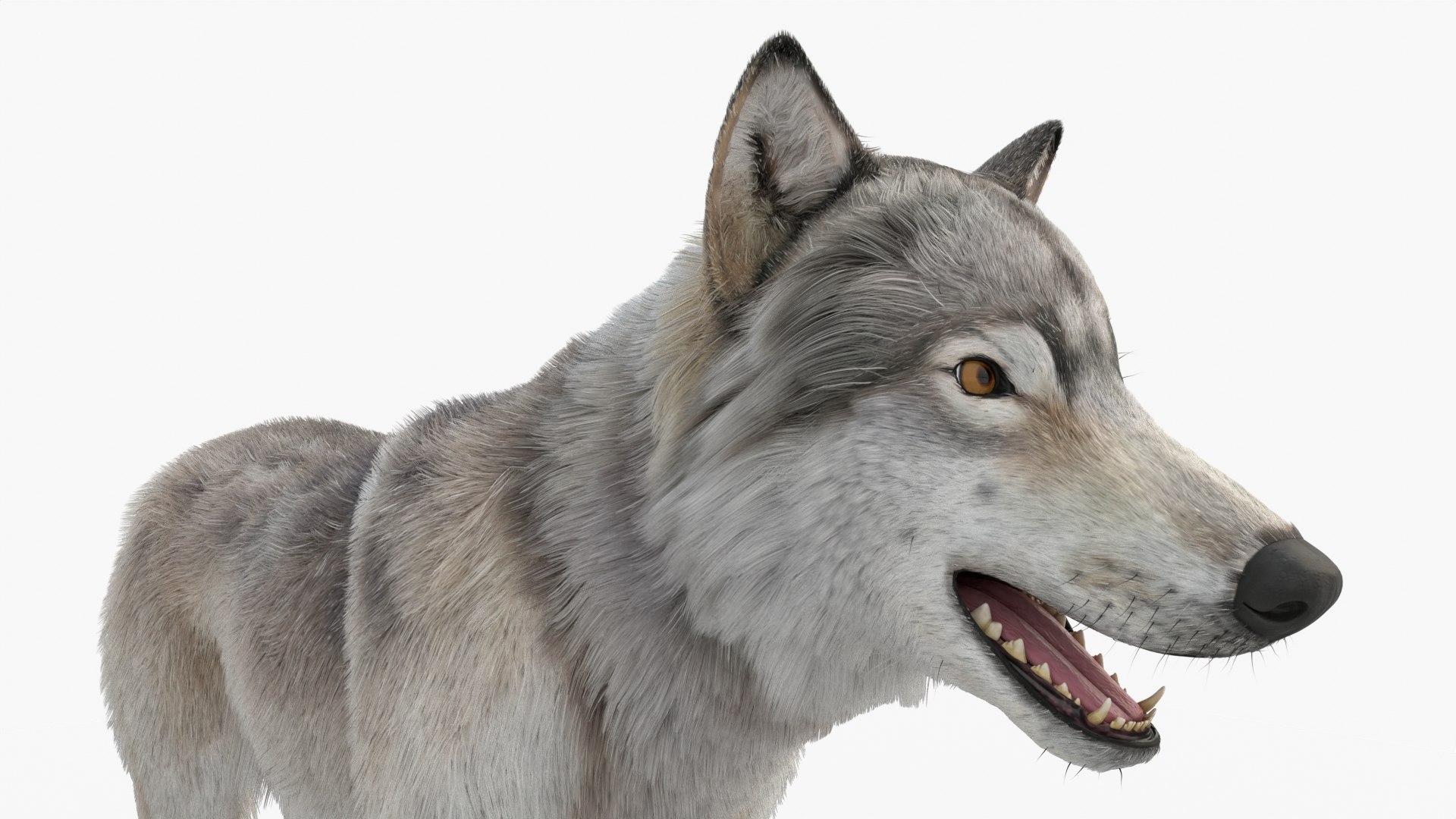 3D Gray Wolf Rigged - TurboSquid 2196589