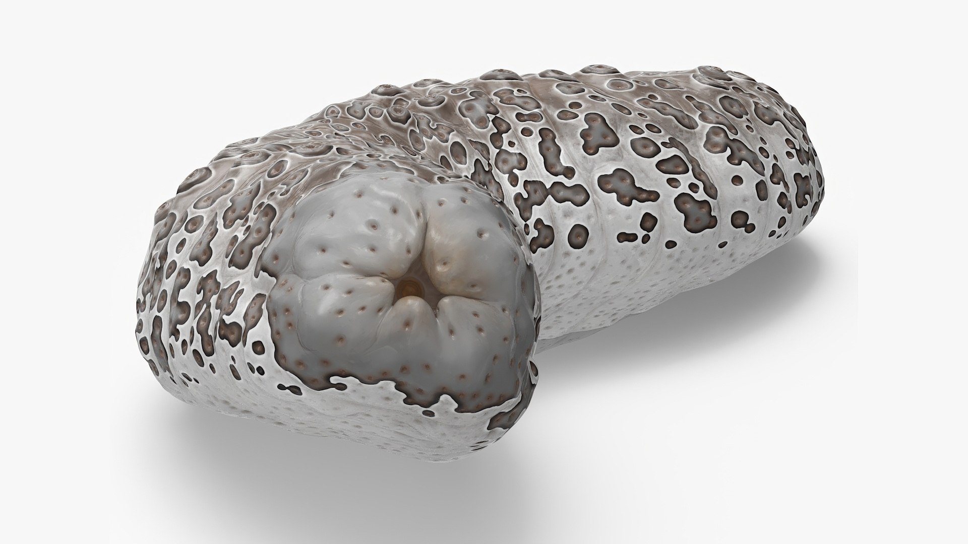 3D Model Trepang Brown Rigged For Maya - TurboSquid 2352006