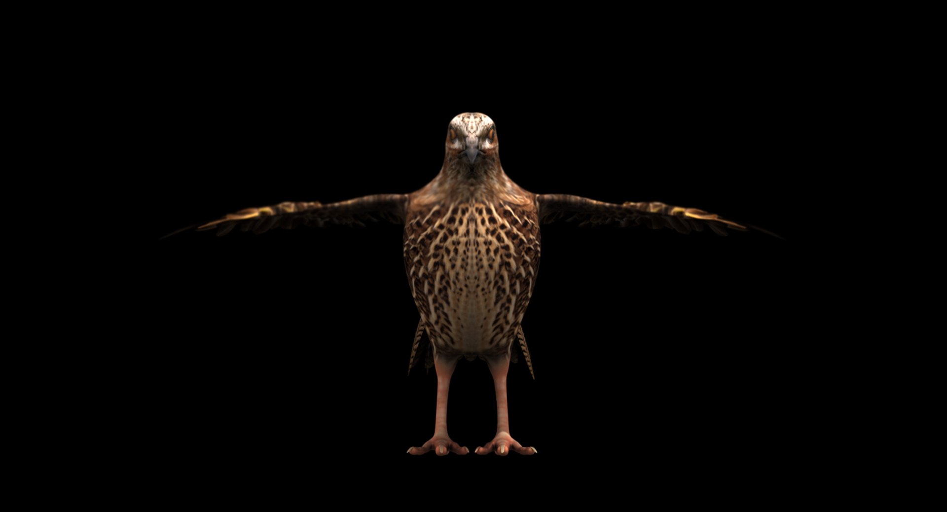 3D Model Quail Bird - TurboSquid 1542023