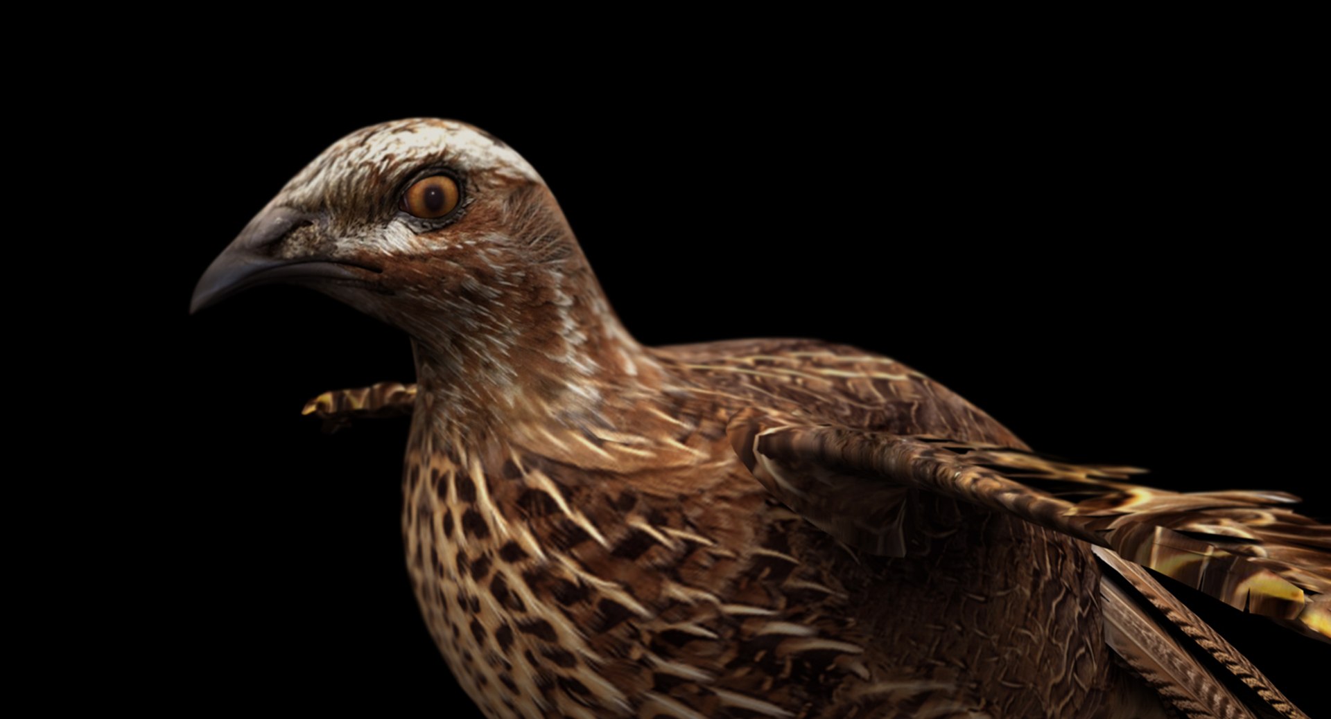 3D Model Quail Bird - TurboSquid 1542023