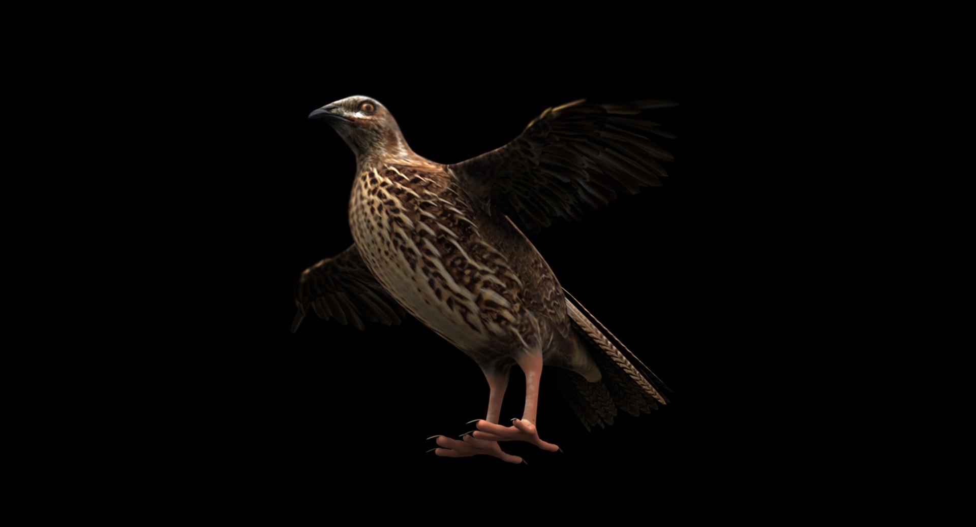 3D Model Quail Bird - TurboSquid 1542023