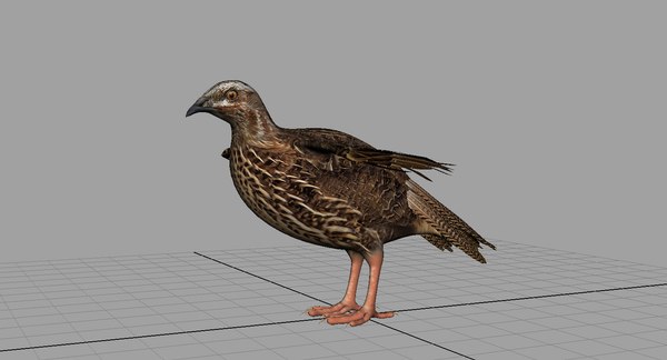 3D model quail bird - TurboSquid 1542023