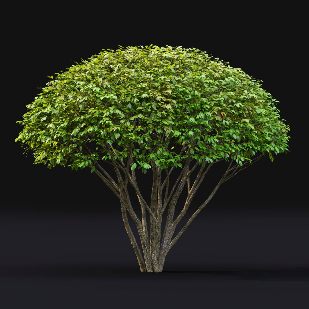 Nature Bush Shrub 3D - TurboSquid 1560696