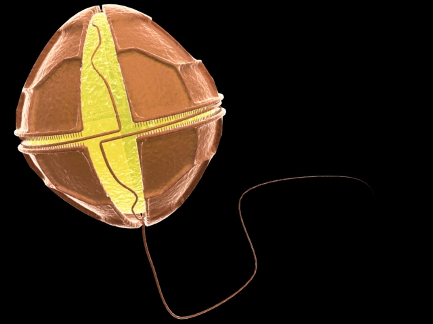 3d Single Protista Model