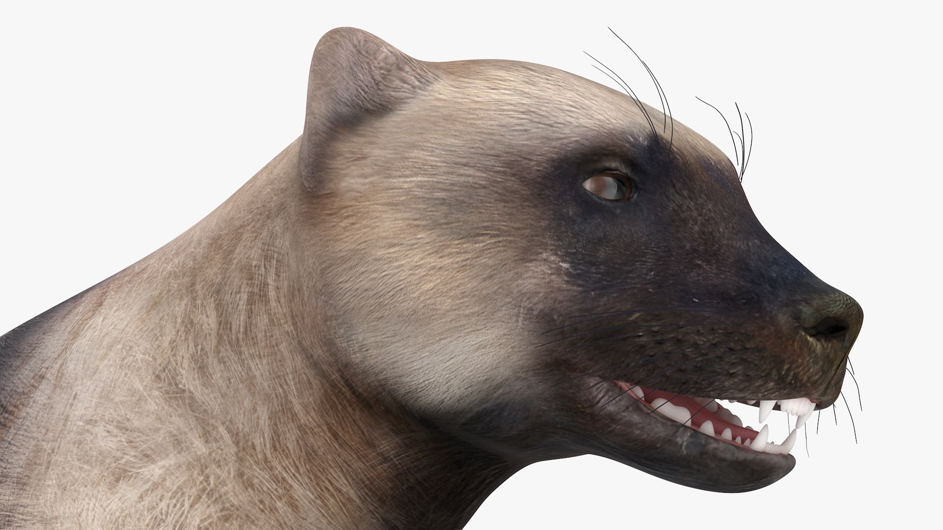 Wolverine Light Color Sitting Pose Model - TurboSquid 2130576