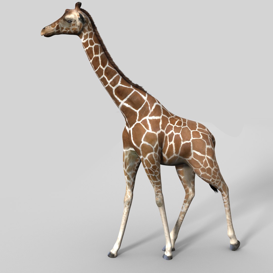Maya Realistic Giraffe
