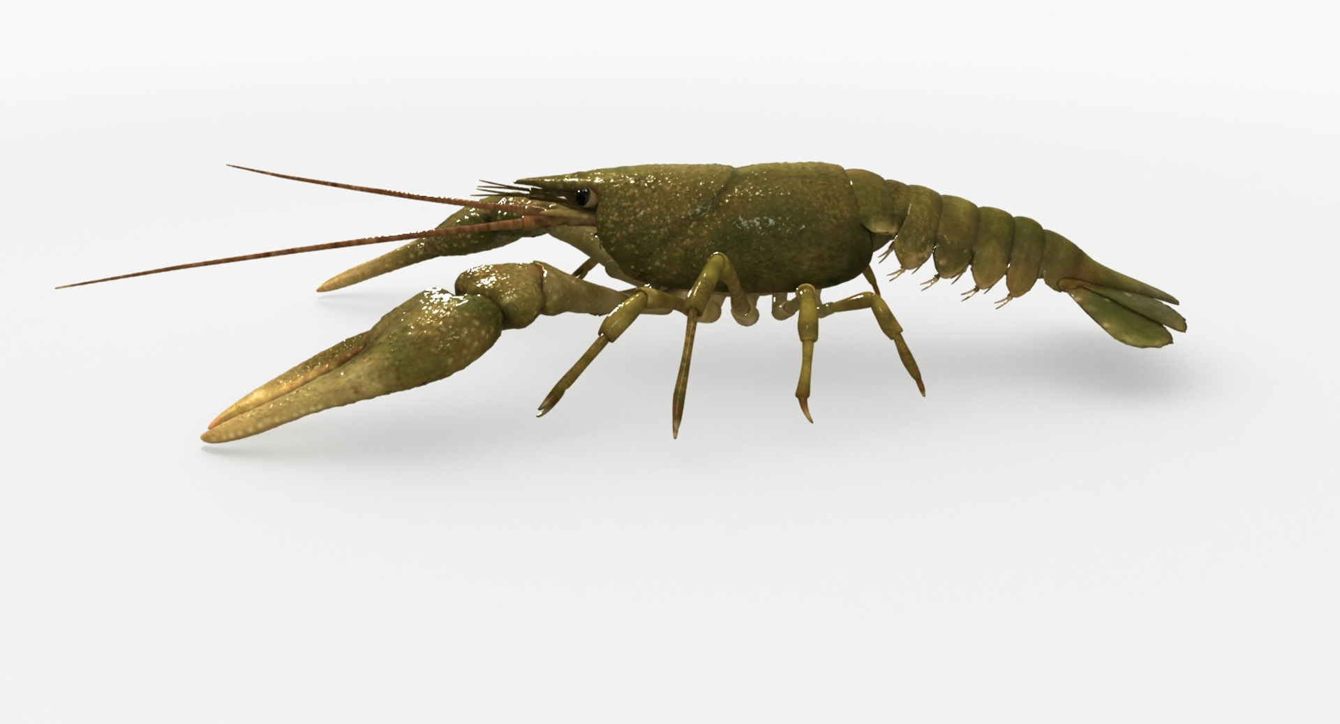 3d Model Crayfish Animation