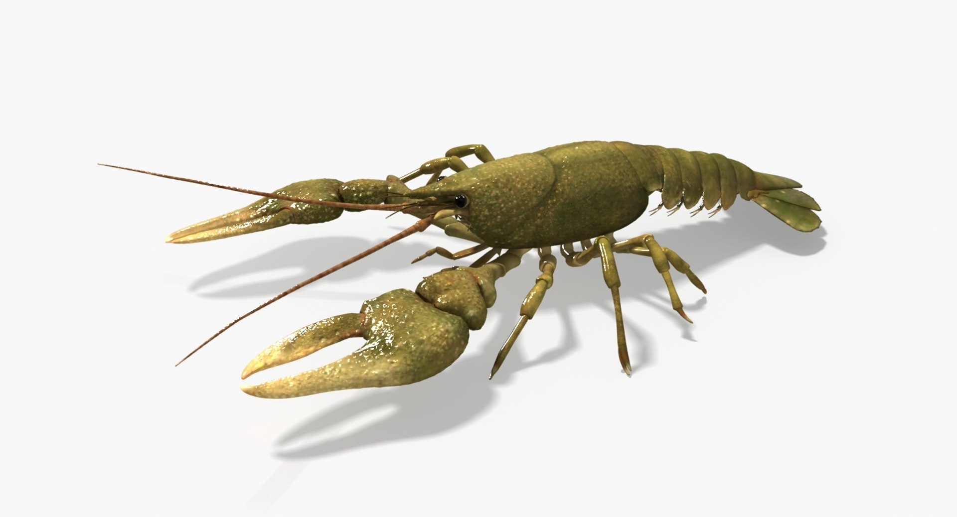 3d Model Crayfish Animation