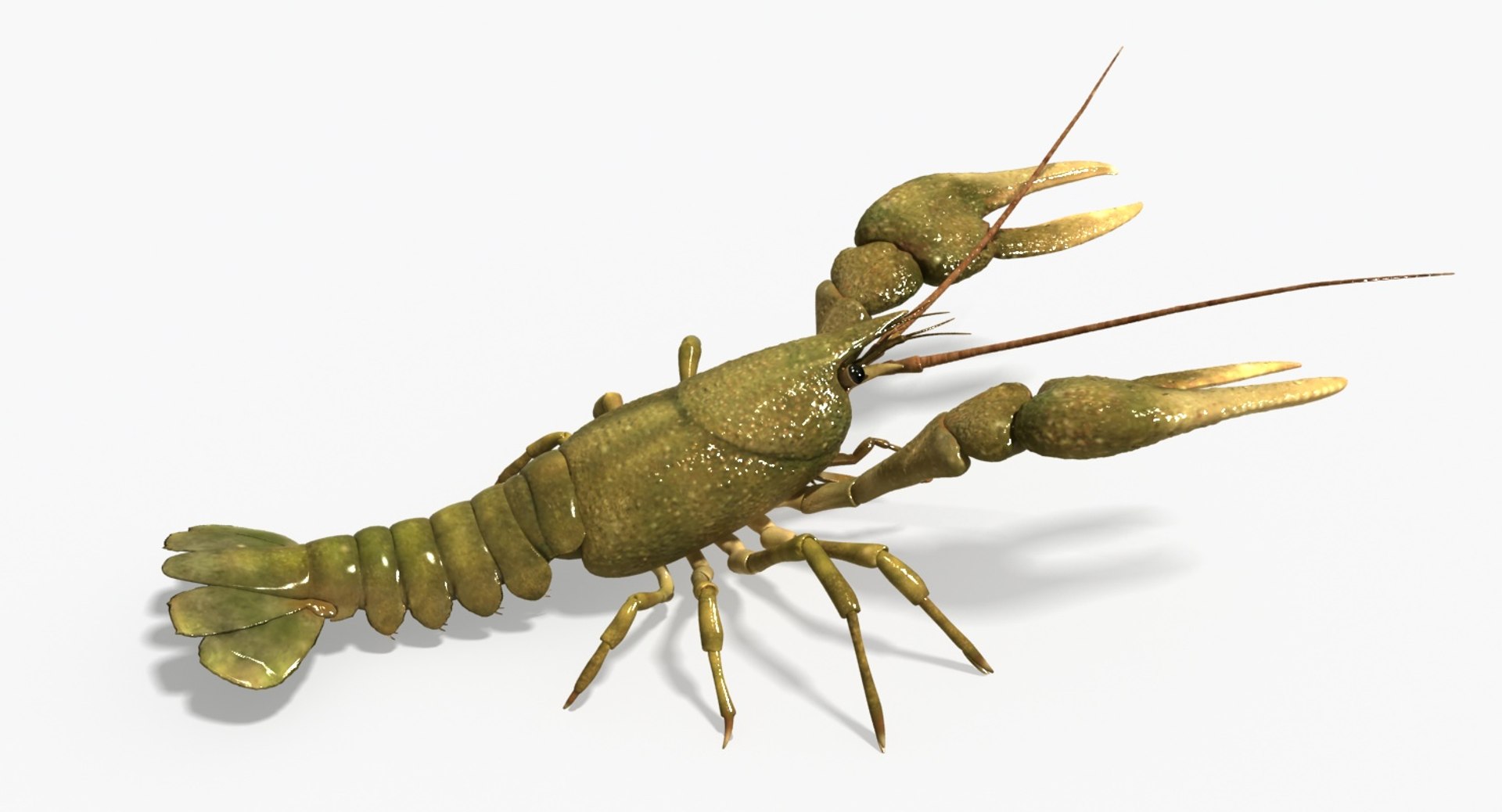 3d Model Crayfish Animation